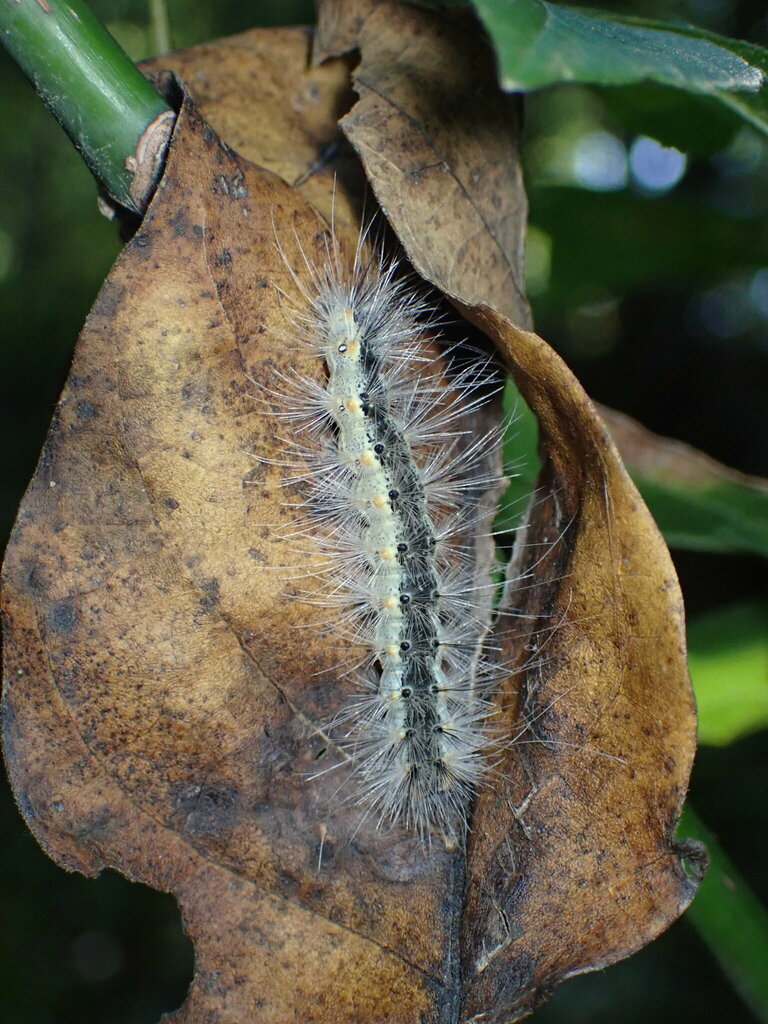 Fall Webworm Moth from Franklin County, MO, USA on October 1, 2023 at ...