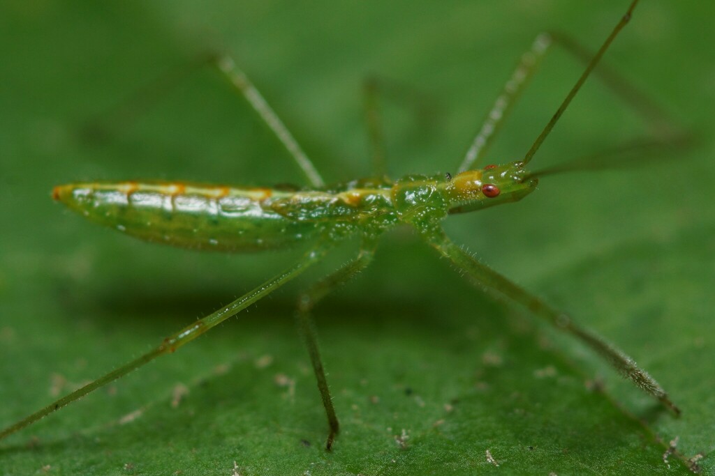 Pale Green Assassin Bug from Boone, NC, USA on October 1, 2023 at 12:31 ...