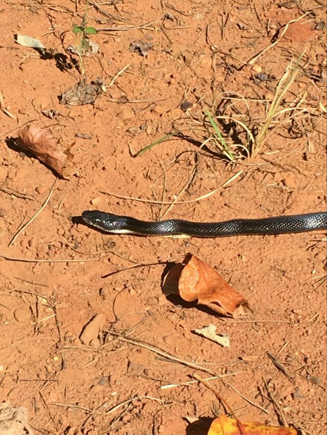 Colubrine Snakes from Jackson County, AL, USA on September 24, 2023 at ...