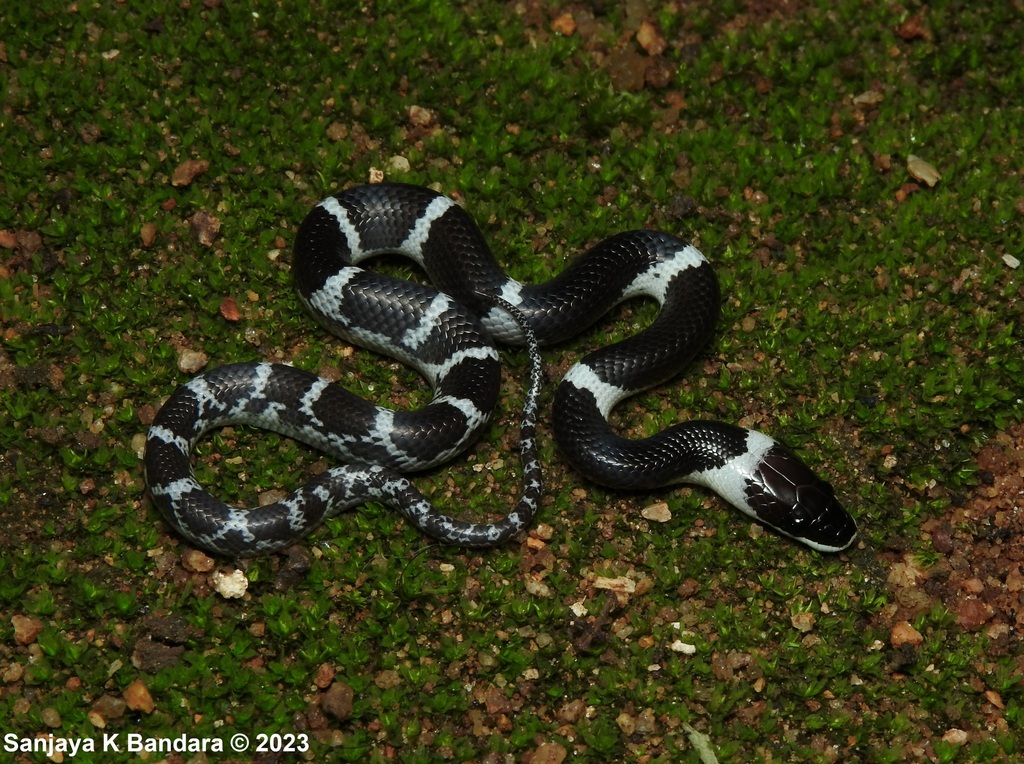 Indian Wolf Snake from Moneragala, Sri Lanka on September 30, 2023 at ...