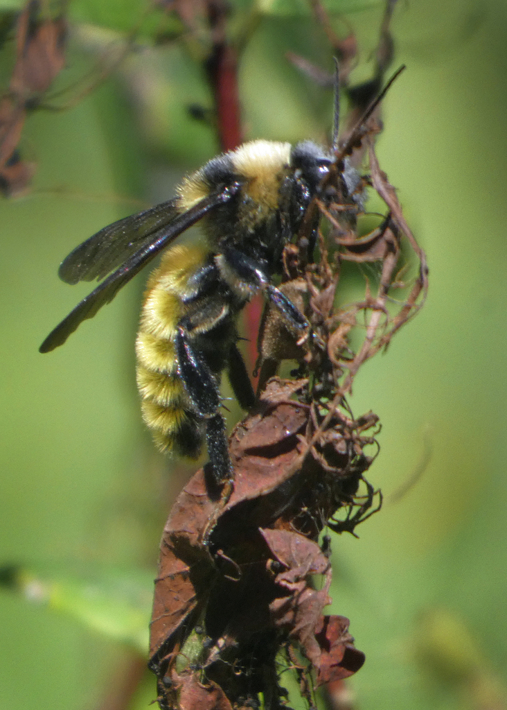 American Bumble Bee from 10 Ridley Dr, Wallingford, PA 19086 on October ...