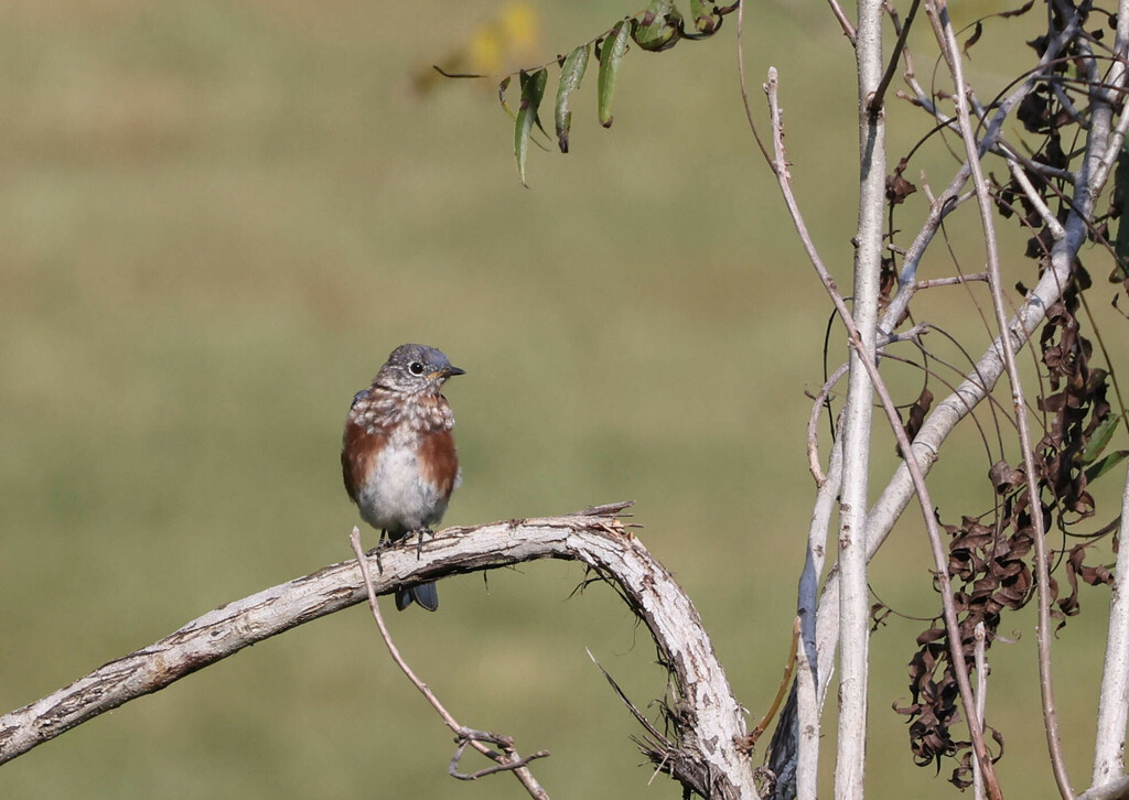 Eastern Bluebird from South Carolina Botanical Garden, 150 Discovery Ln ...