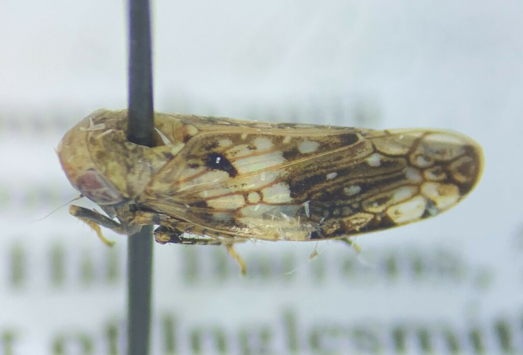 Menosoma cinctum from Fulton County, PA, USA on September 3, 2022 at 09 ...