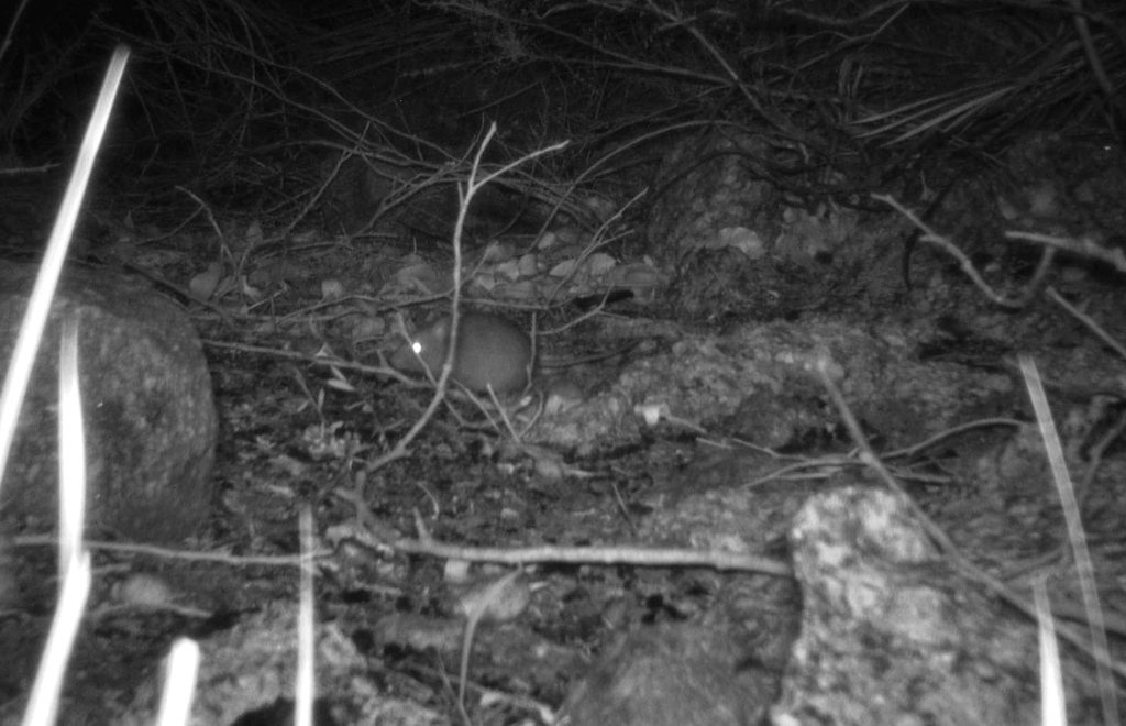 Australian Bush Rat from Trent WA 6333, Australia on August 26, 2023 at ...