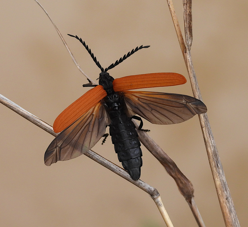 Long-nosed Lycid Beetle from Doctors Creek, Jondaryan QLD 4403 ...