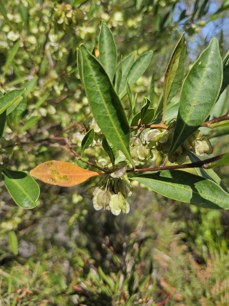 Common Hop Bush from Malabar NSW 2036, Australia on October 2, 2023 at ...