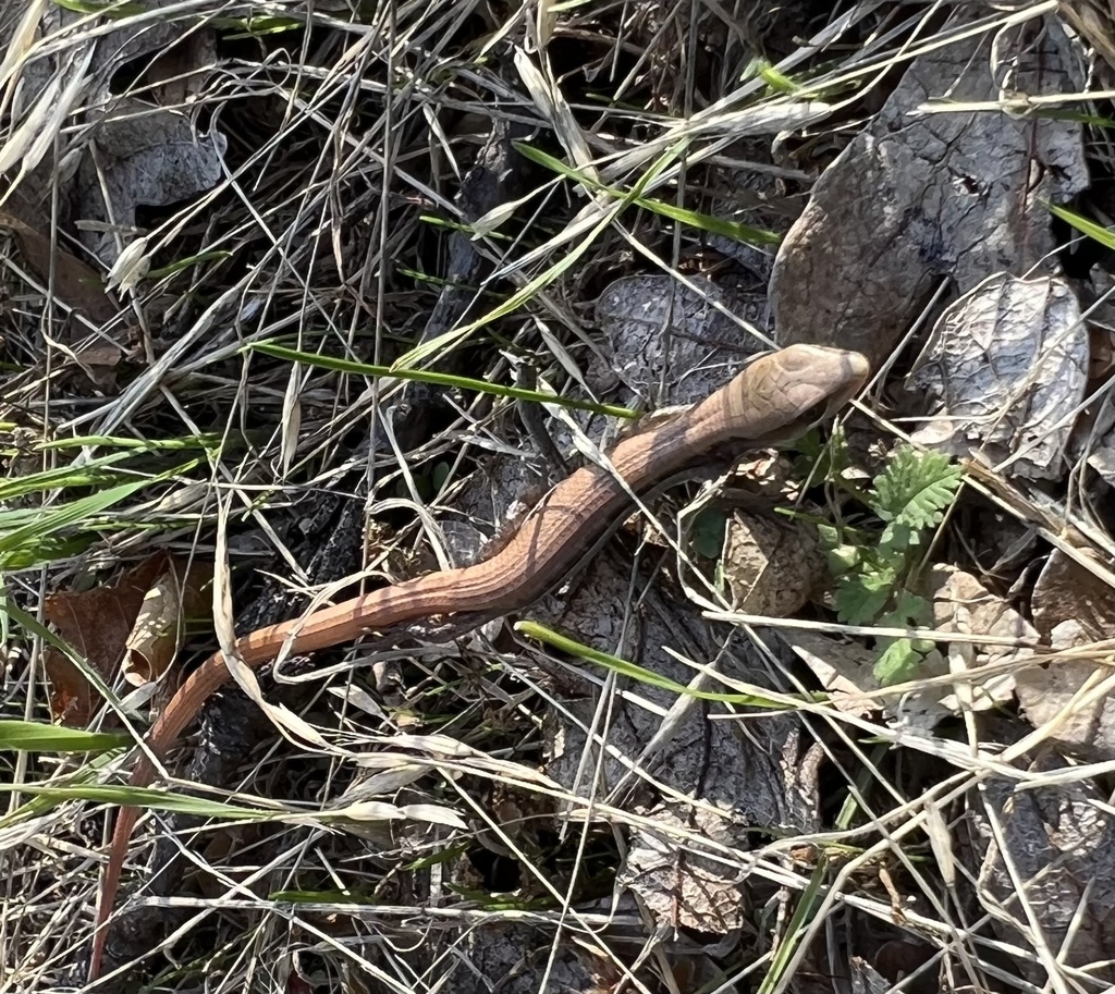 Lizards from Columbia River Gorge National Scenic Area, Lyle, WA, US on ...