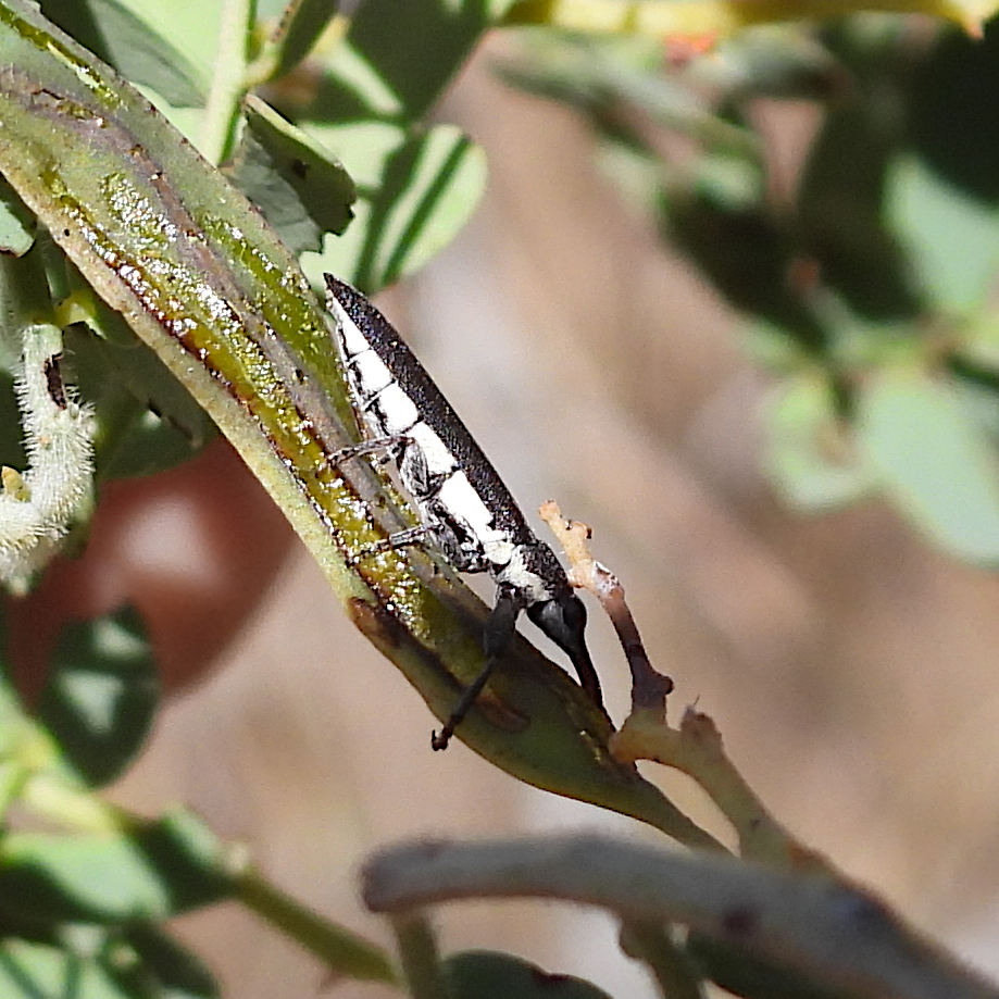 Belidae from Marmadua QLD 4405, Australia on September 24, 2023 at 01: ...
