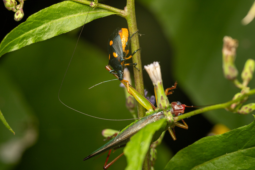 Florida Predatory Stink Bug from Athens, GA, USA on October 1, 2023 at ...