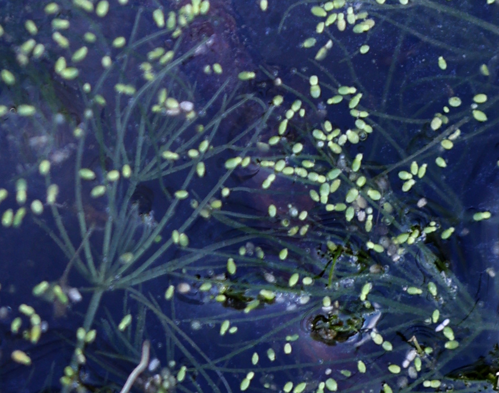 muskgrass from Baltimore Woods Nature Center, Onondaga County, NY, USA ...