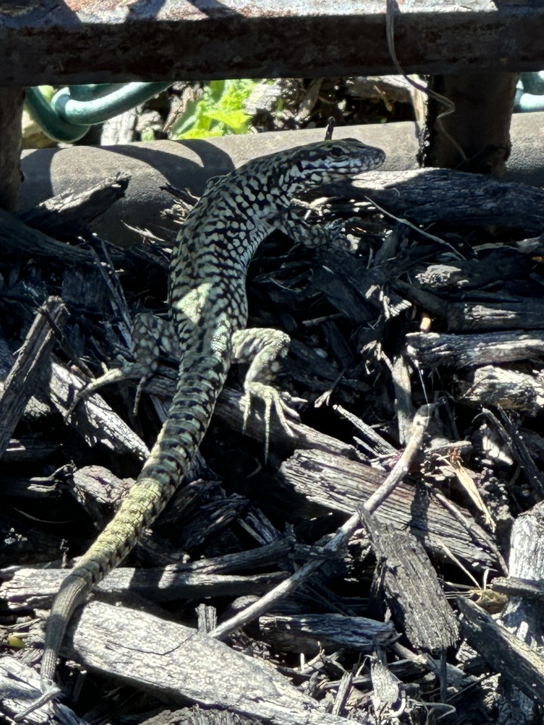 Common Wall Lizard from Monfort Heights Dr, Cincinnati, OH, US on ...