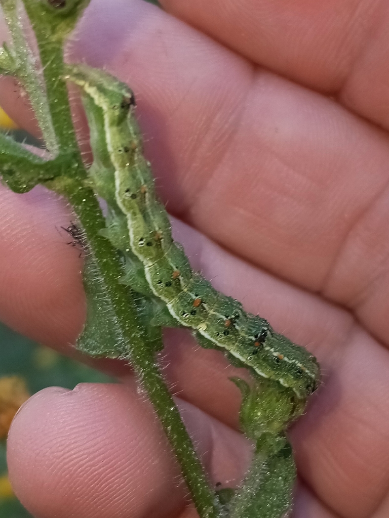 Tobacco Budworm Moth from Lumber Bridge, NC 28357, USA on October 1 ...