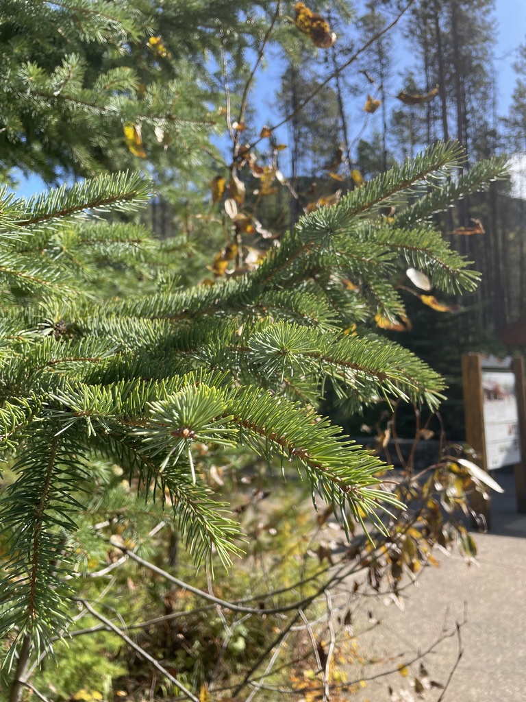 Engelmann spruce from Glacier National Park, West Glacier, MT, US on ...