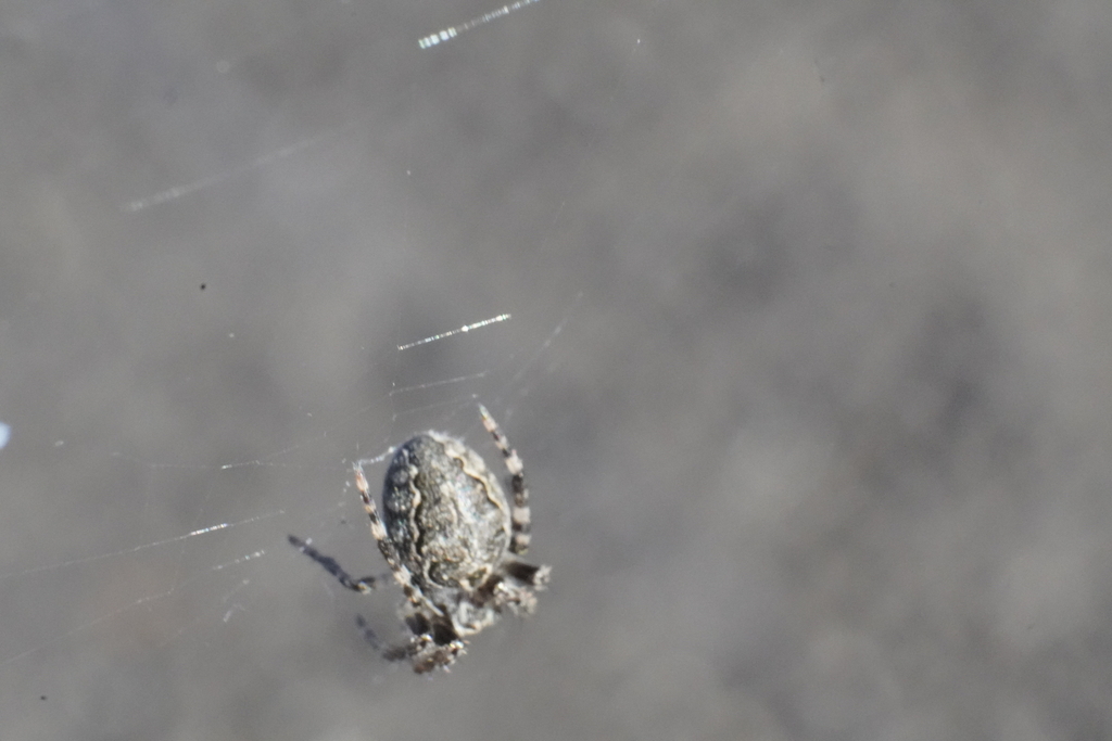 Furrow Spiders from New Philadelphia, OH 44663, USA on October 1, 2023 ...