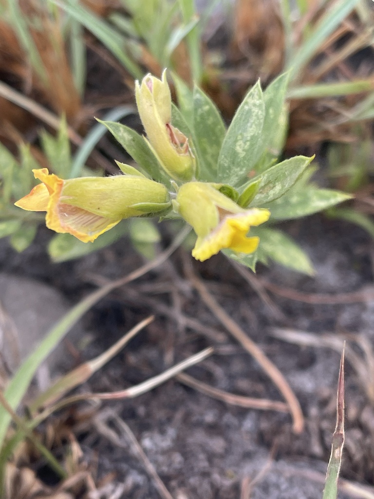 Frilly Pea from Lepelle-Nkumpi Rural, Lebowakgomo, LP, ZA on October 1 ...