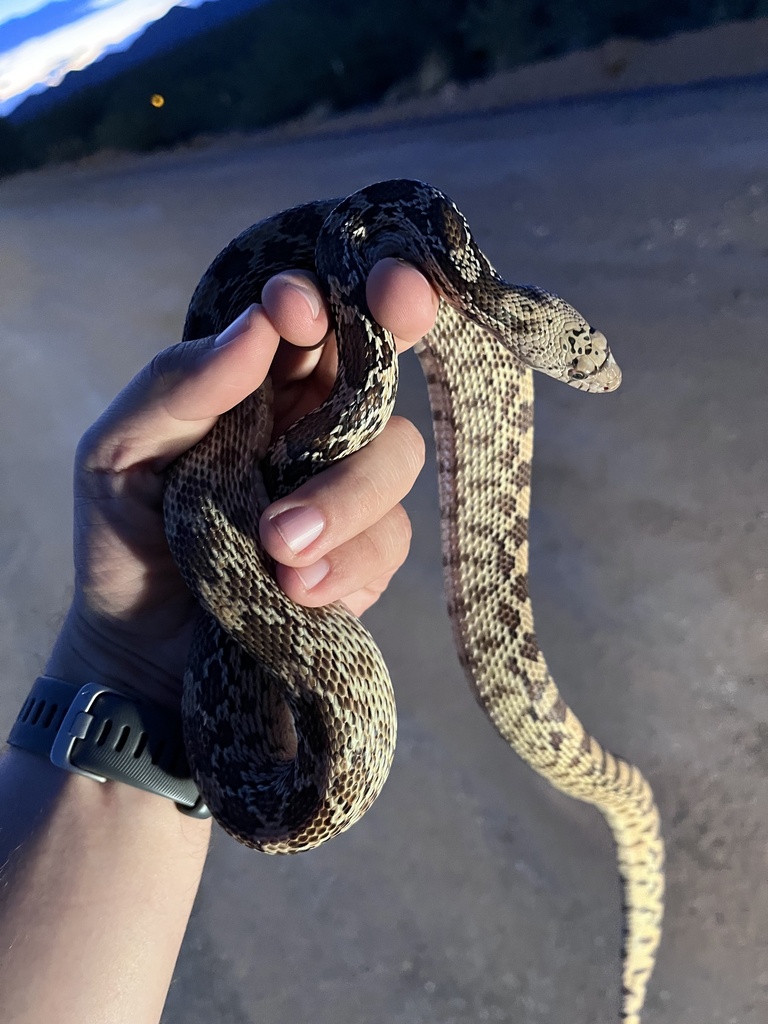 Gopher Snake in October 2023 by Oscar Johnson · iNaturalist