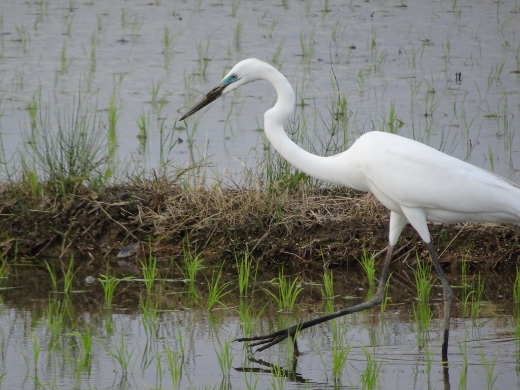Great Egret from Saitama, Japan on May 10, 2021 at 05:06 PM by maki ...
