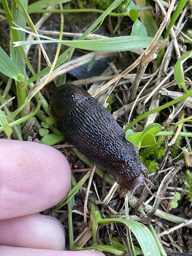 Keelback Slugs from Loganton, PA, US on October 1, 2023 at 03:31 PM by ...