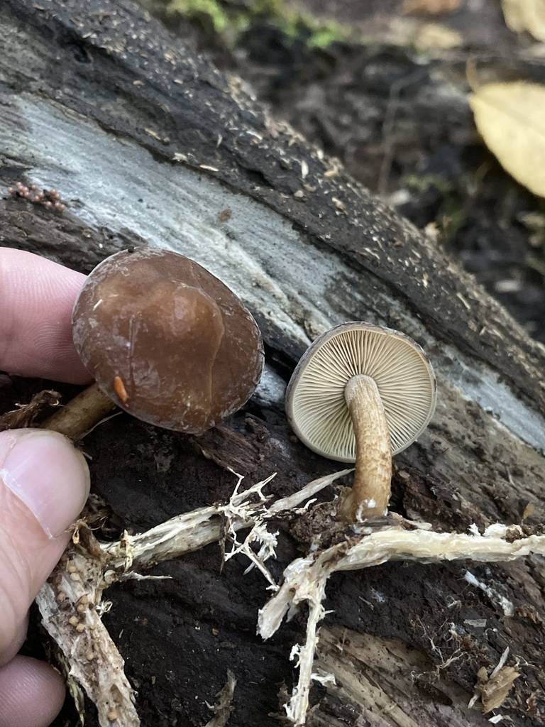 Mulch Fieldcap from Ricketts Glen State Park, Benton, PA, US on October ...