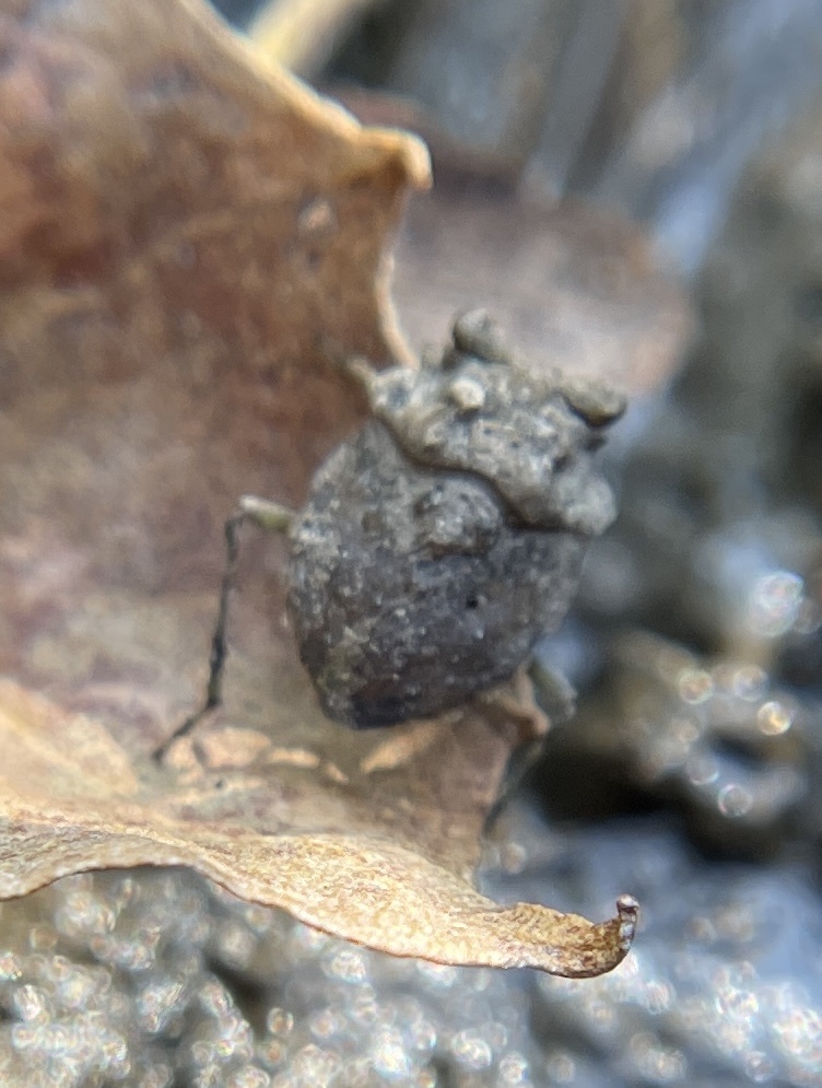 Big-eyed Toad Bug from Kill Creek Park, Olathe, KS, US on October 1 ...