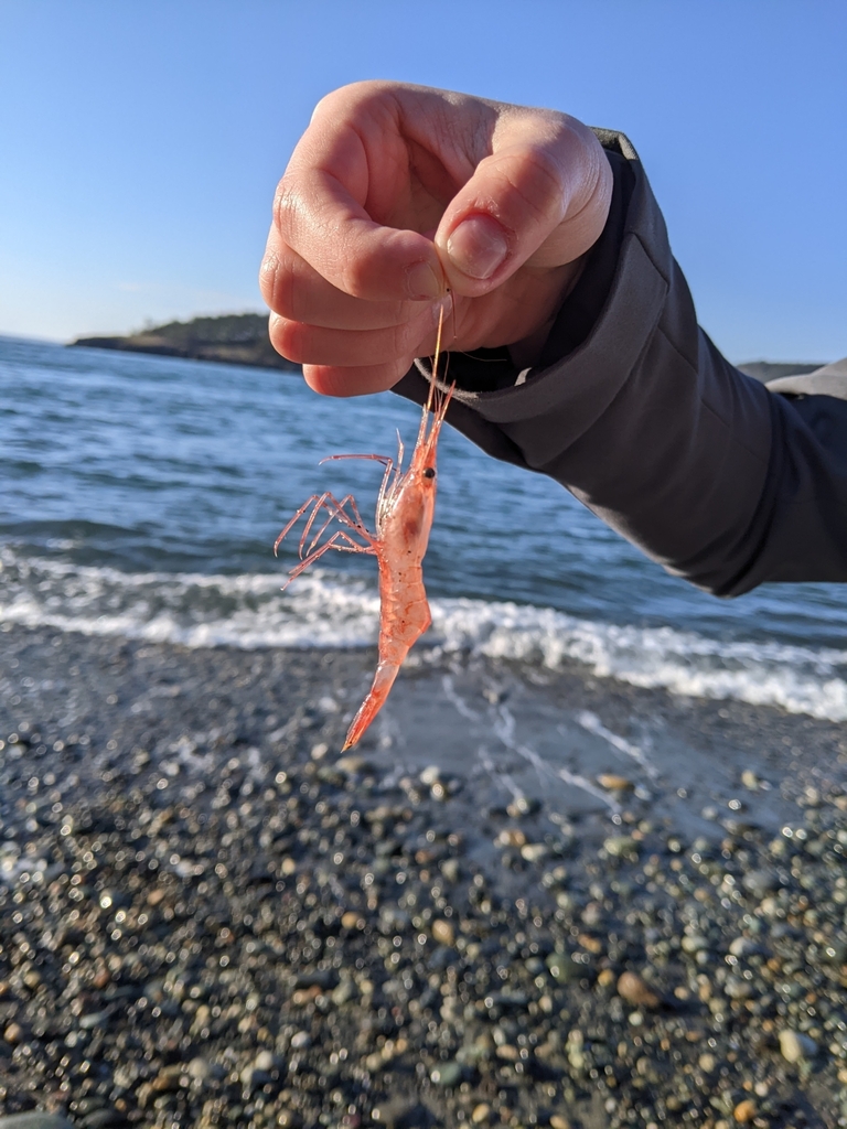 California Spot Prawn from Oak Harbor, WA 98277, USA on March 8, 2022 ...