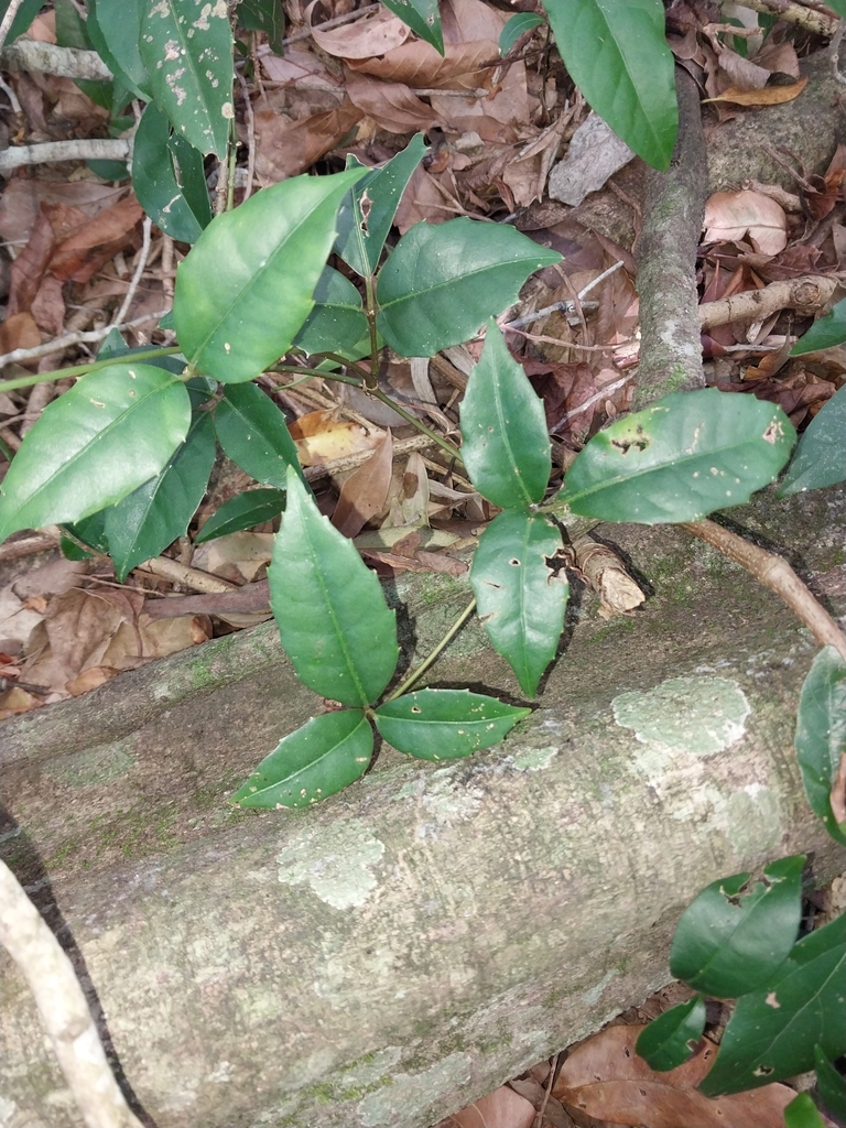 Native Grape from 62GQ+P6 Rest and Overnight Stay Area, Glenview QLD ...