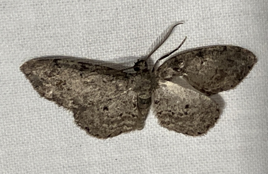 Texas Gray from Penn Ave. Apalachin NY on October 1, 2023 at 08:51 PM ...