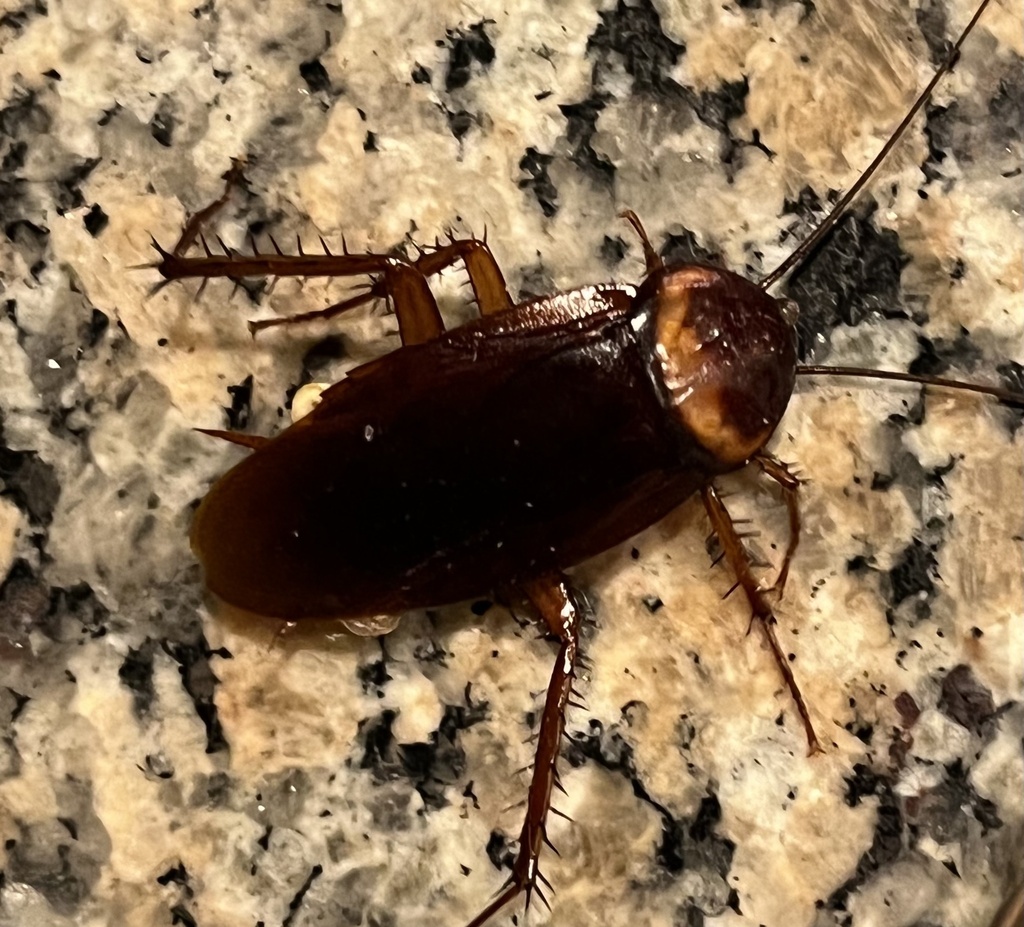 American Cockroach from Lake Rhapsody Dr, Corpus Christi, TX, US on ...
