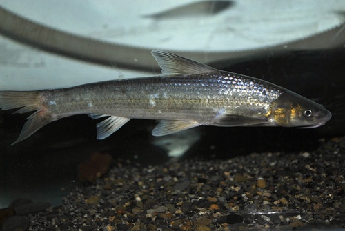 Bronze Gudgeon (Coreius heterodon) · iNaturalist