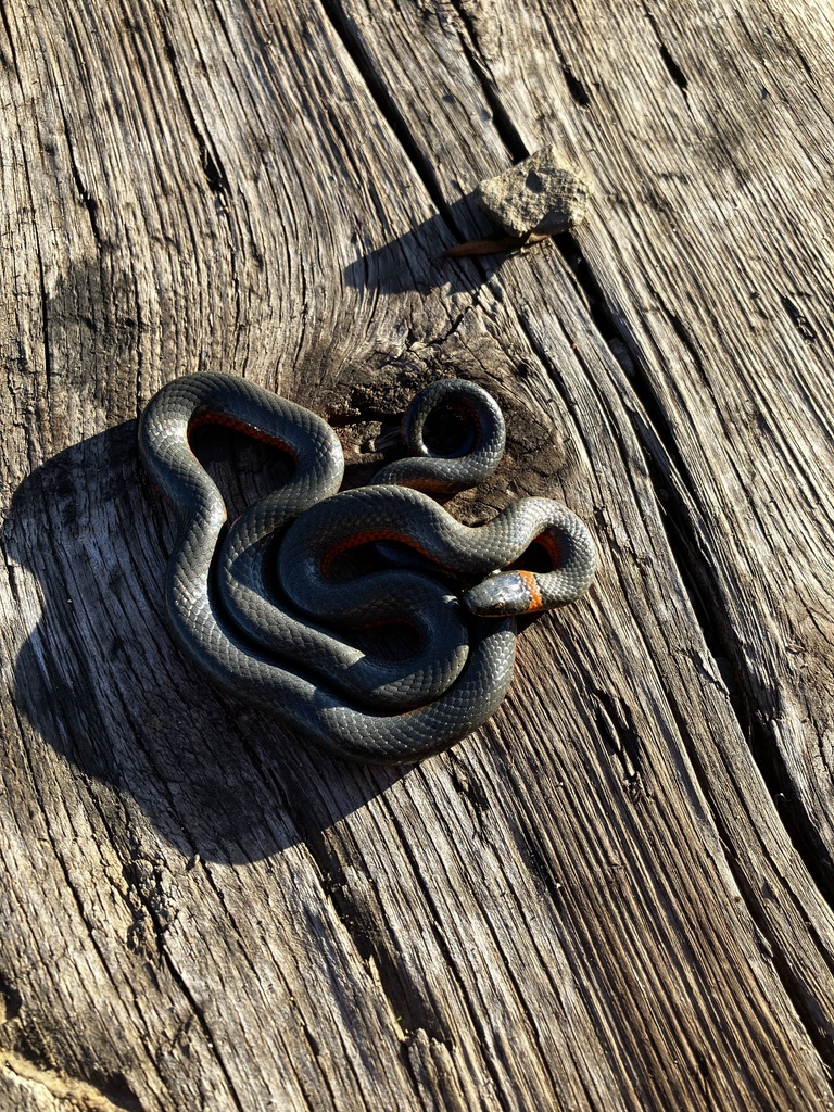 Northwestern Ringneck Snake in October 2023 by Riley Frasier · iNaturalist