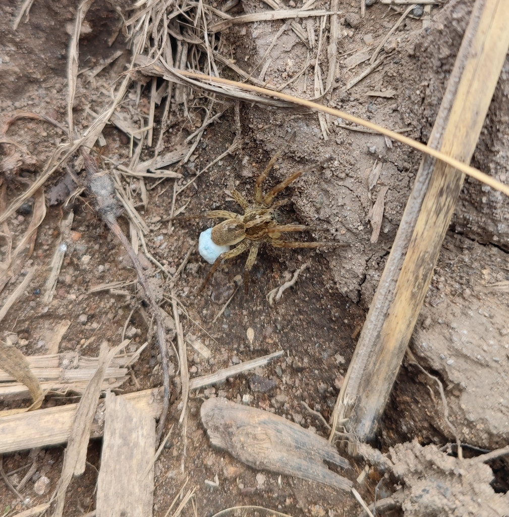 Rustic Wolf Spider from El Zamorano, Honduras on October 1, 2023 at 11: ...