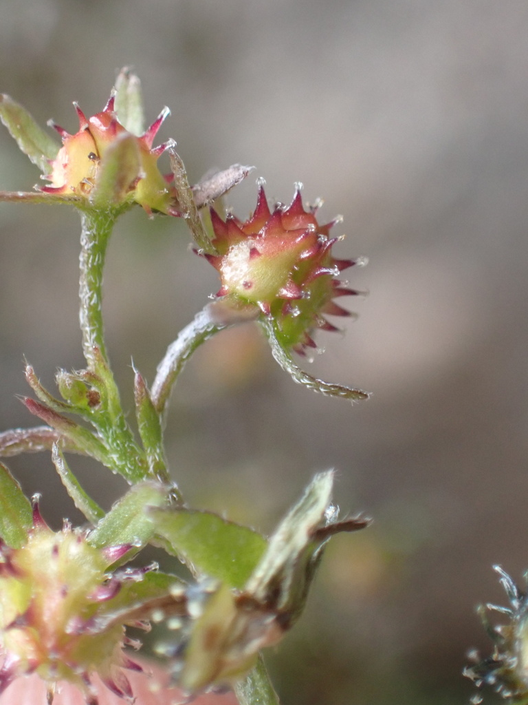 sharsmith's stickseed in September 2023 by Aaron Echols. Small cluster ...