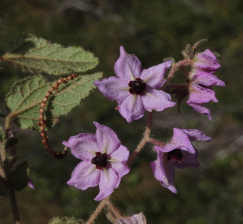 Thomasia tenuivestita · iNaturalist