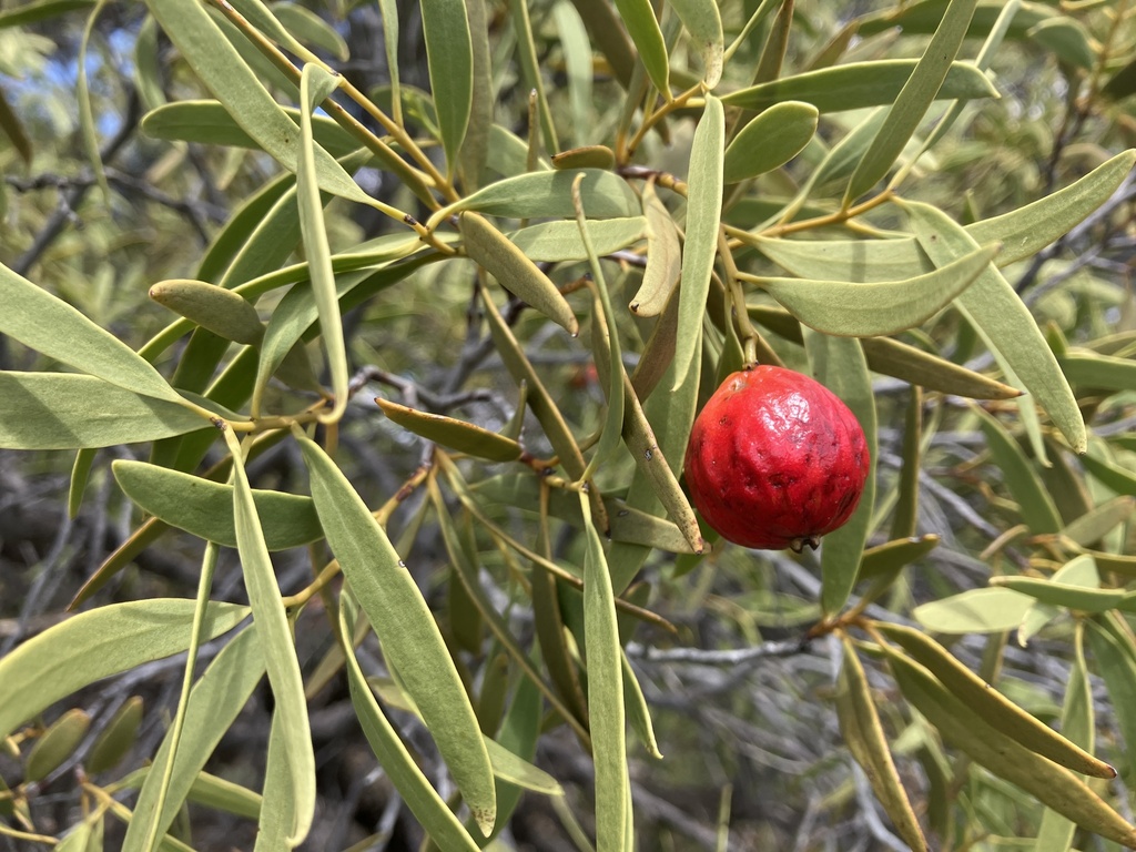 Desert Quandong (Santalum acuminatum) - Botanical Realm