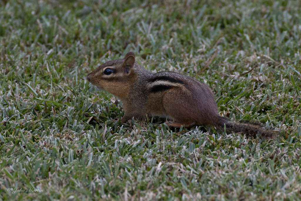 Eastern Chipmunk from Rutledge Acres, Gaffney, SC, USA on October 1 ...
