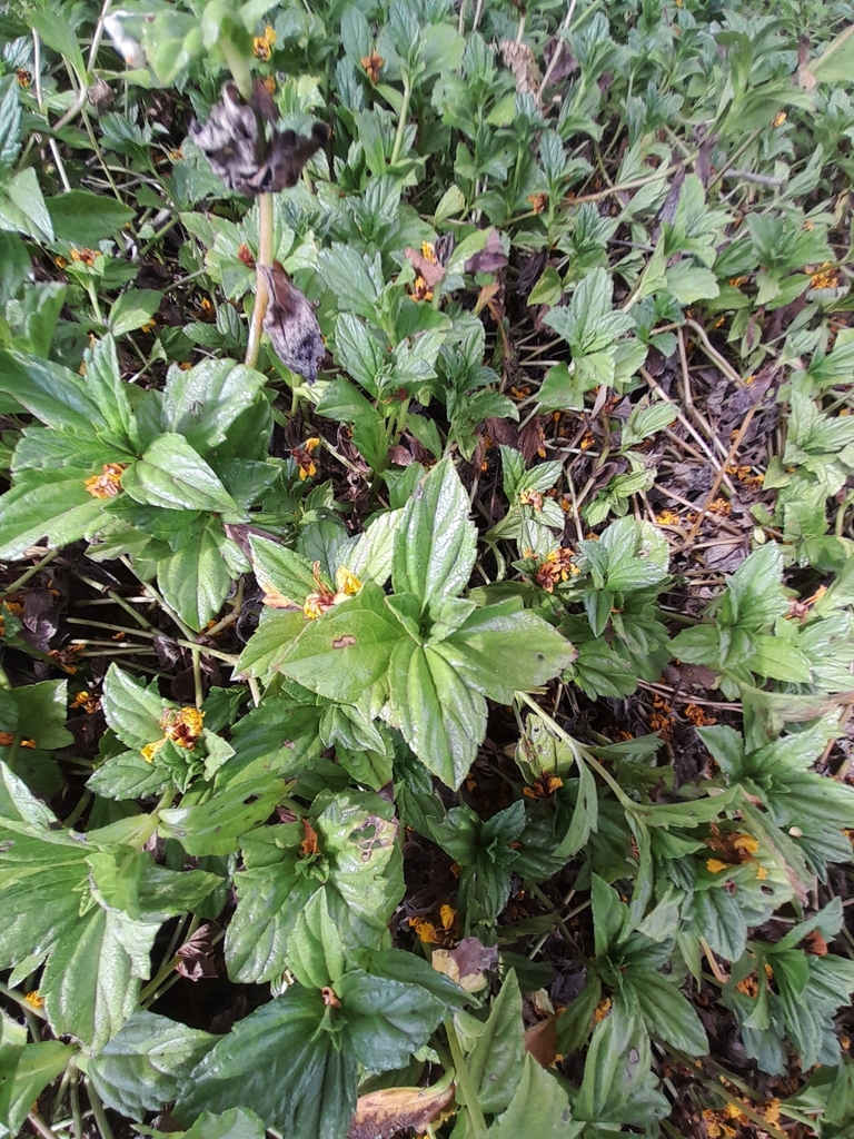 trailing daisy from Holmes NT 0812, Australia on October 2, 2023 at 09: ...