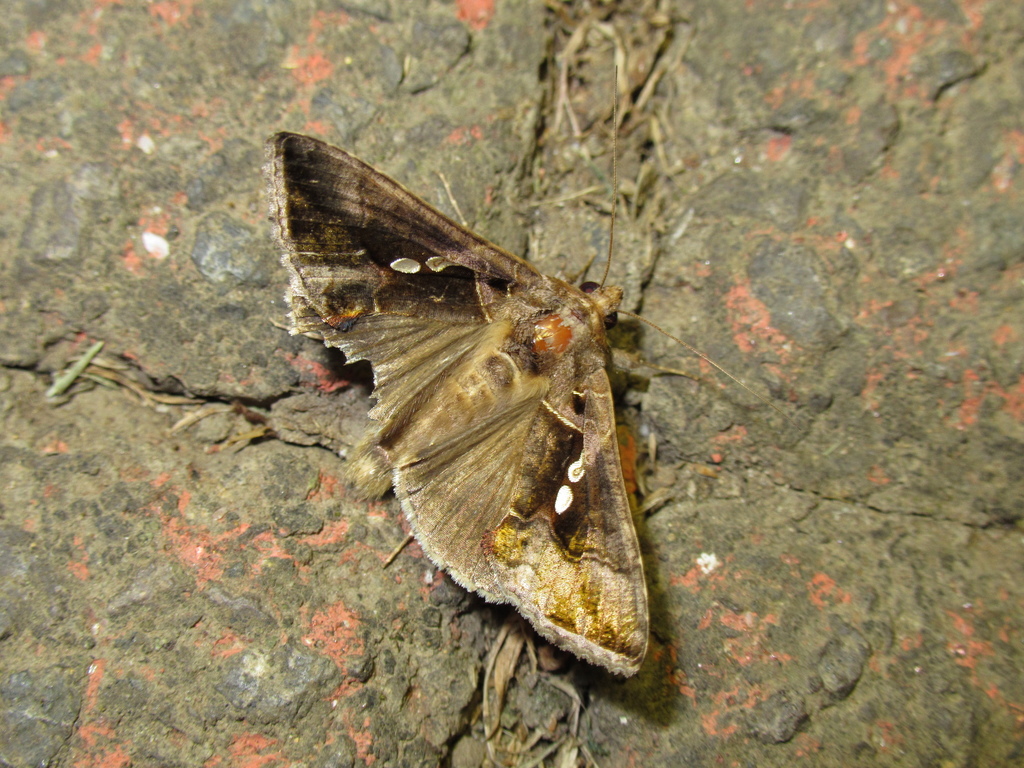 Green Garden Looper from Katikati, New Zealand on March 05, 2019 at 09: ...
