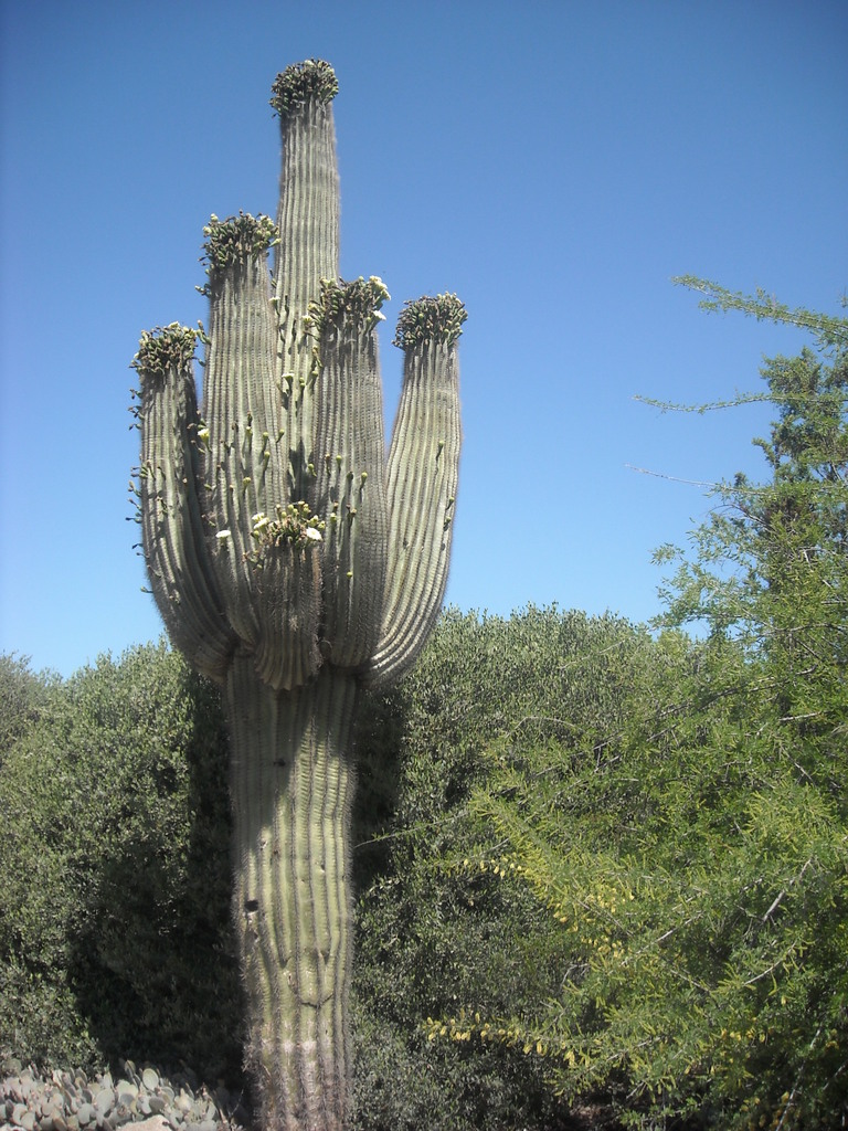 saguaro in July 2011 by plantperson7654 · iNaturalist
