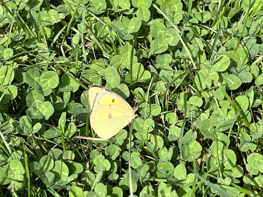 Orange Sulphur from deCordova Sculpture Park and Museum, Lincoln, MA ...