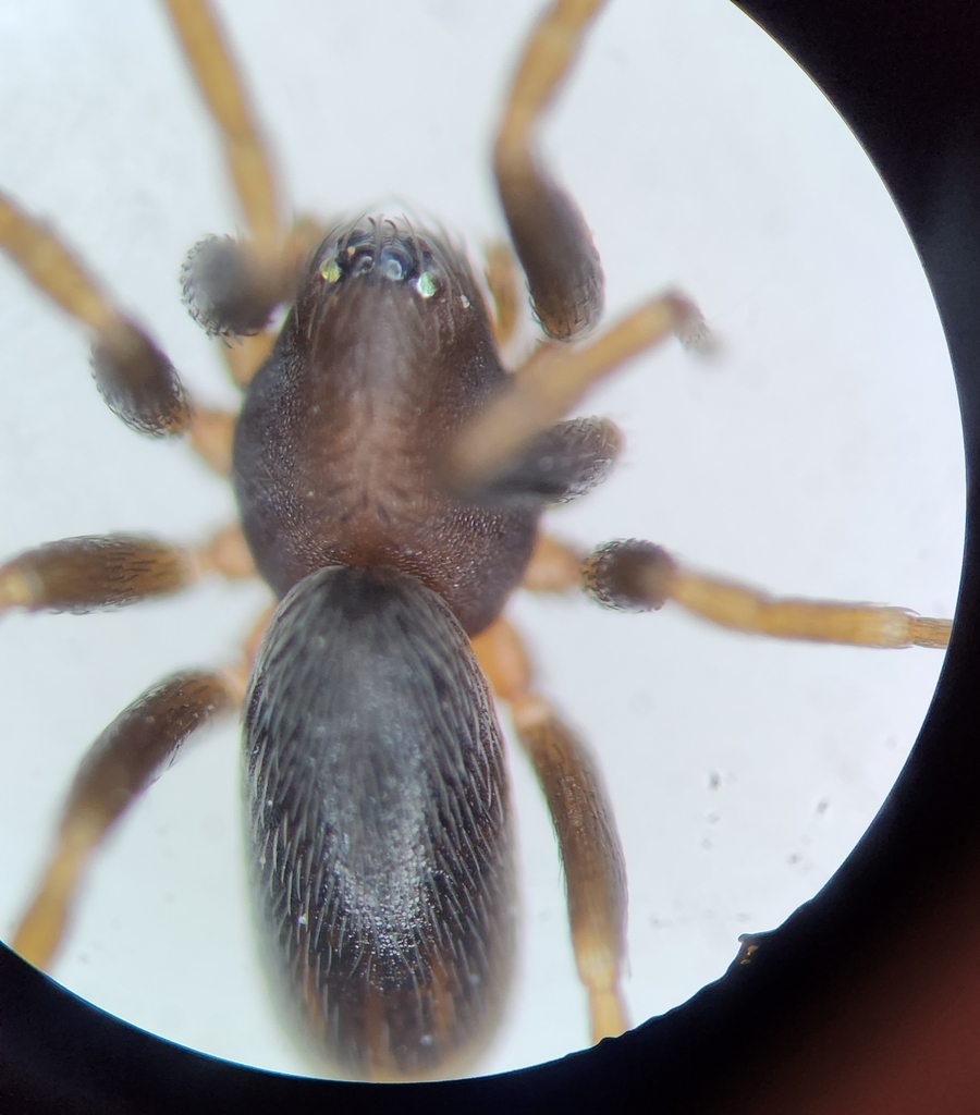 Goblin spiders in October 2023 by Gen C. Saw this strange spider in the ...