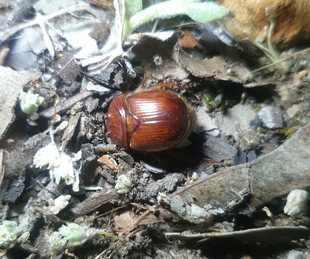 Scarabaeiform Beetles from Dryandra WA 6311, Australia on September 30 ...