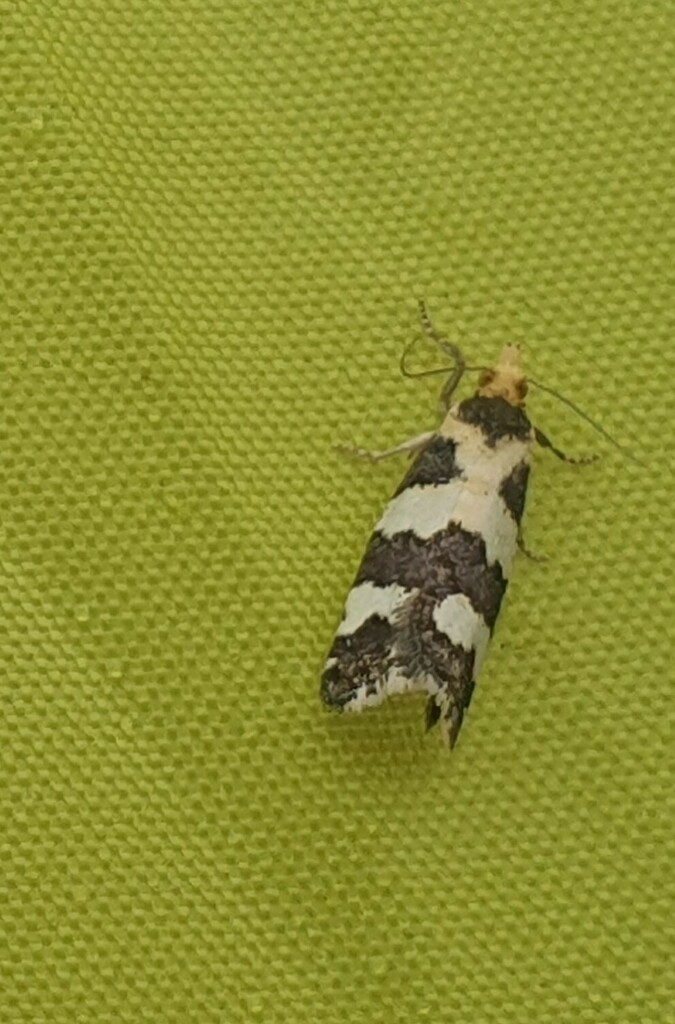 Butterflies and Moths from Dryandra WA 6311, Australia on October 1 ...