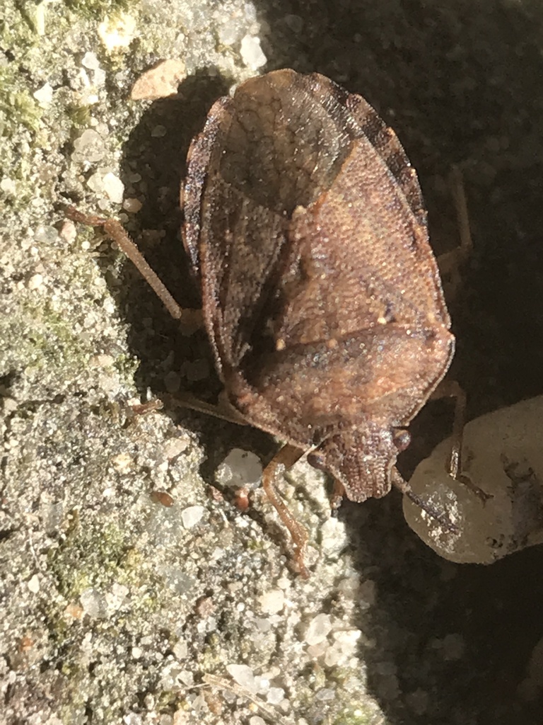 Galgacus labidus from Wollar Rd, Munghorn, NSW, AU on October 2, 2023 ...