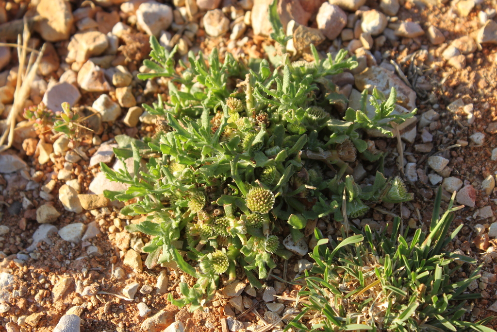 Centipeda thespidioides from Adavale QLD 4474, Australia on August 28 ...