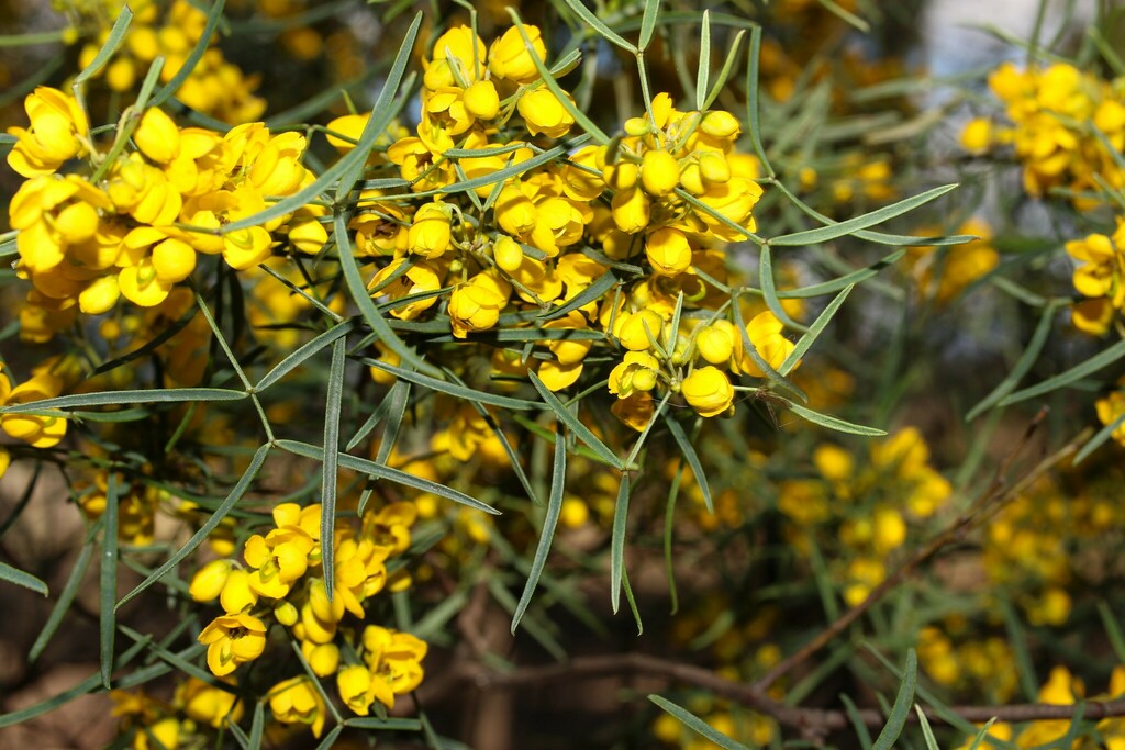 Twin-leaf Desert Senna from Glen Alice NSW 2849, Australia on September ...