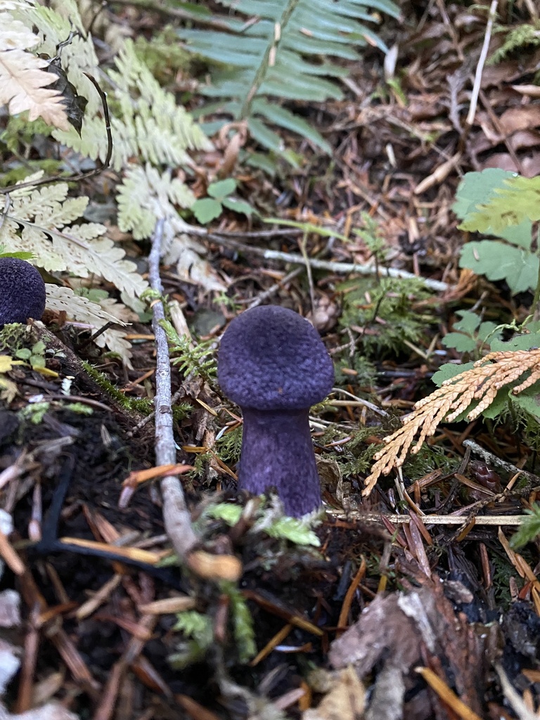 violet webcap from Clallam County, Olympic, Olympic National Park, US ...
