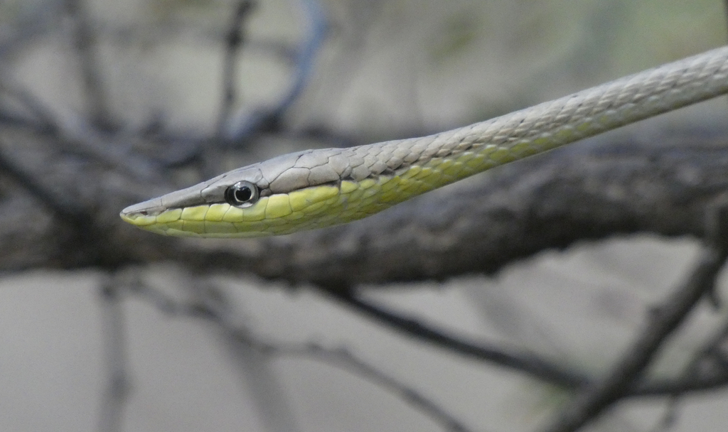 Thornscrub Vine Snake from Arivaca Lake on October 1, 2023 at 09:05 PM ...