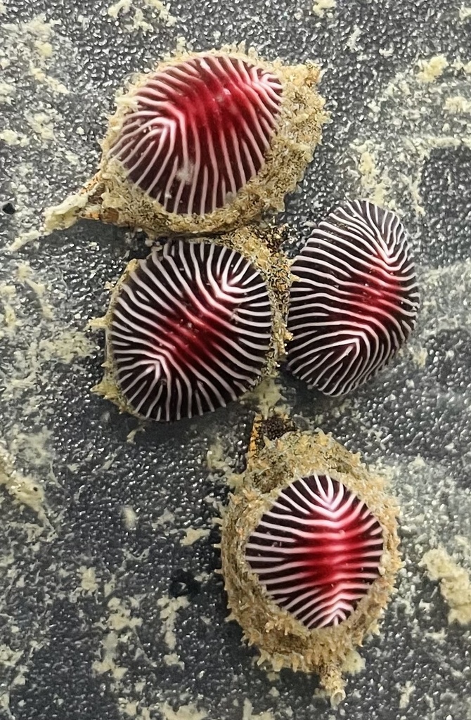 Pseudopusula sanguinea in September 2023 by Juan Manuel de Roux. @extreme low tide. These are ...