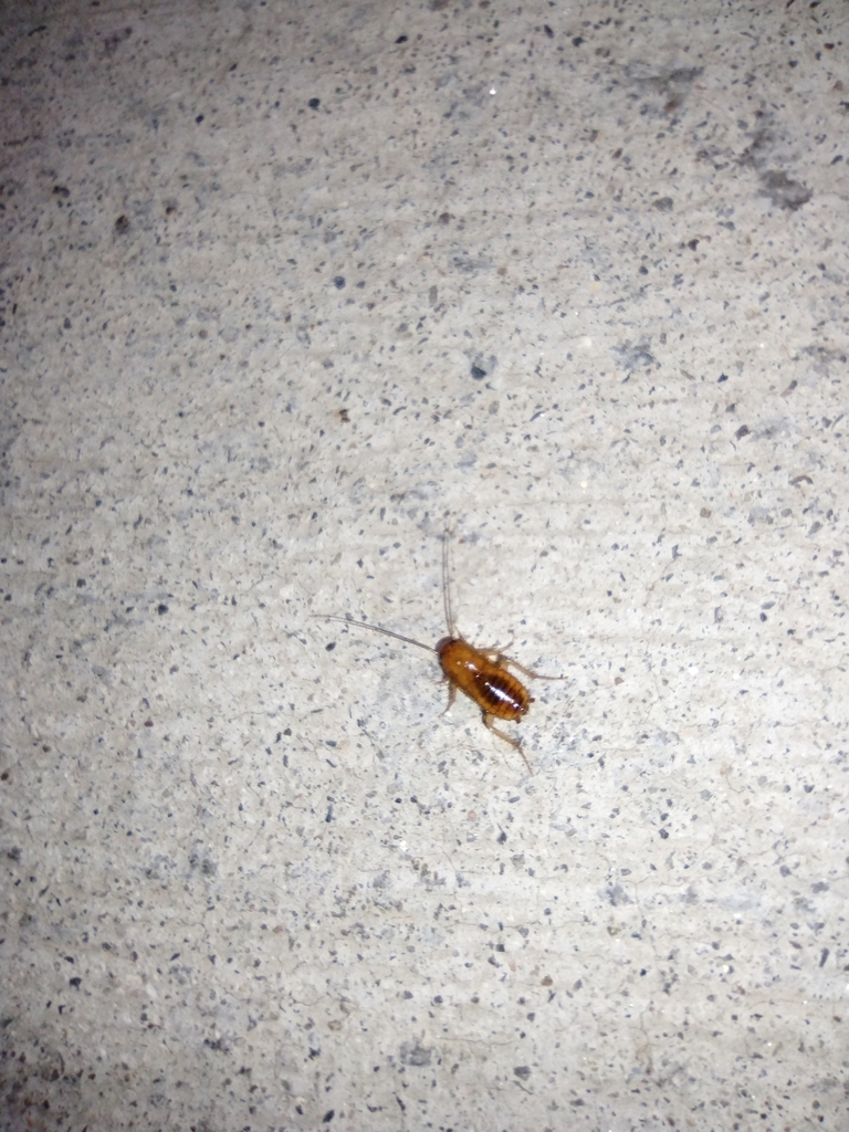 Turkestan Cockroach from Merced, CA 95340, USA on October 1, 2023 at 09 ...