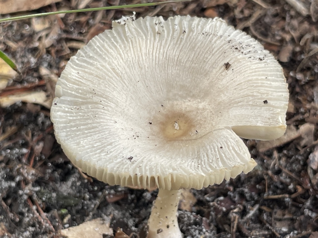 Ringless Panther from Turkey Creek Sanctuary, Palm Bay, FL, US on ...